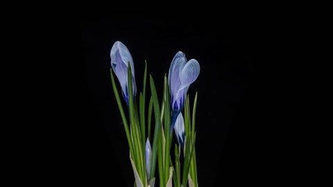Blooming Bouquet Blue Crocus Capturing Natures Stock Footage Video (100% Royalty-free) 3763165447 | Shutterstock