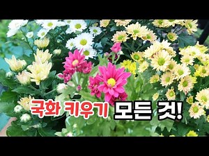 국화 키운다면 꼭 알고 있어야 할 관리법 | 풍성하게 꽃 피우는 방법 | 삽목부터 월동하는 방법까지 |