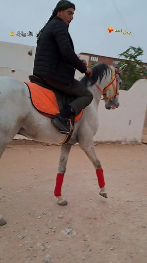 #تطاوين🧡💛📍_جرجيس_بنڨردان_🧿جربة_🥇مدنين #خيل_وخياله🐎 #جبل_احد