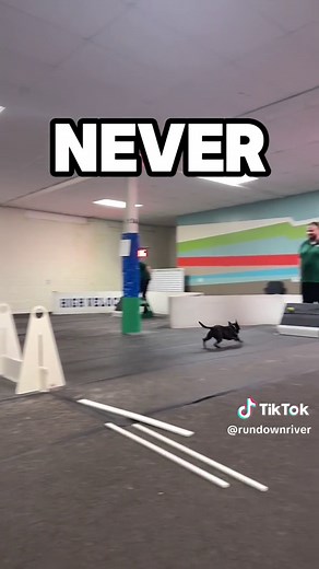 The 4th Dog in Full Speed: A Fun and Exciting Flyball Video
