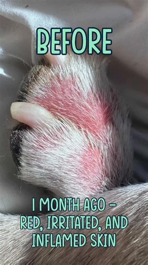 🐶 Dog got an itch? ..here’s your sign 🪧 4 to try No More Itchin’ Allergy and Immune Supplement by Happy Dingos! Made with powerful natural ingredients such as probiotics, salmon oil, turmeric, apple cider vinegar and more to target 🎯 Itchiness 🎯Redness 🎯Inflammatiom 🎯Dry Skin 🎯Hot Spots 🛑 Stop the Itchin’ and help your dog stop suffering from those pesky seeasonal and environmental allergies today! Shop No More Itchin’ Allergy & Immune at Happydingos.com or a retailer near you #happyding