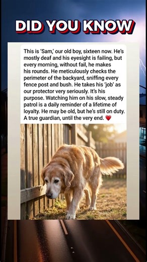 Old Guardian Sam Still Watches Over Home ❤️