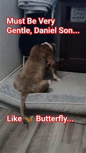 Concentrate Young Grasshoppa... #dog #viral #trending #shorts #ytshorts