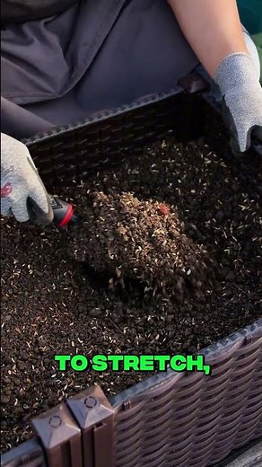 Why Your Zucchini Keeps Dying After Transplanting | 5 Steps to Save It