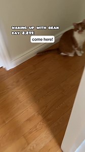 23K views · 1.9K reactions | i’m not sure that’s what their eating habits mean…  follow to wake up with my cats every day! ☕️ #catsofinstagram #catsofig #beautynthebean #catmom #catdad #catfamily #cats #funnycat #meow #talkingcat #purr #cat | Beauty and the Bean | Facebook