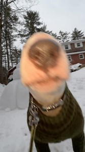 16M views · 153K reactions | Building a snow cat with the doggies #dogs #snow #meme #doggy #dance #funny | MisterMainer | Facebook