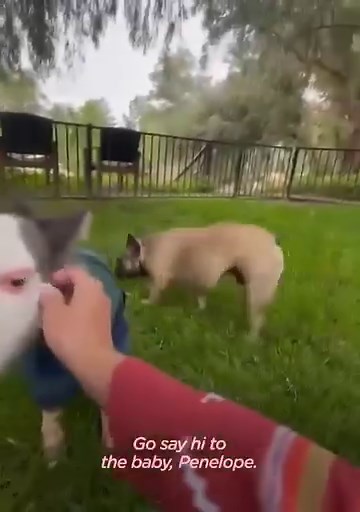 Peabody the mini horse, the smallest horse in the world thinks he's a dog. 🐴🐶❤️ Follow them here: @faithfulminis #miniponies #miniatureponies #minaturehorses #rescueanimals #rescuepony #rescueponies #rescuehorses #rescuehorse #sweetanimals #animalvideo #bestofamericabyhorseback #horsebackriding #trailriding #horselovers #ponylovers | Best of America by Horseback