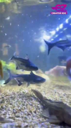 Mesmerizing Aquarium Fish Gliding & Feeding Time 🐟✨ #aquariumlife #fishvideo #natureshorts