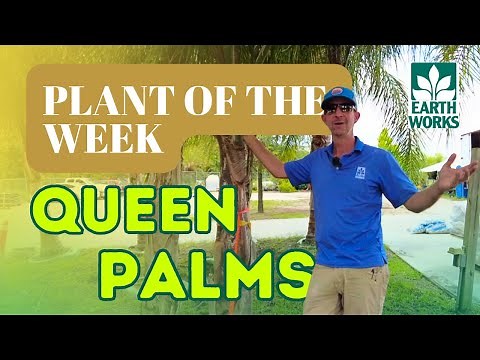 Queen Palms - Habits and Care for Northeast Florida