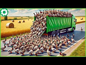 Transporting Tons of Ducks This Way - Free Range Duck Farm | Agriculture Technology