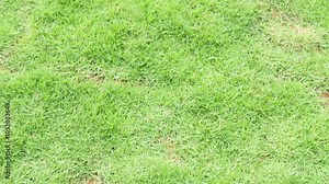 Lush green grass texture covering ground creates vibrant outdoor landscape, inviting fresh relaxation and enjoyment in natures tranquility.