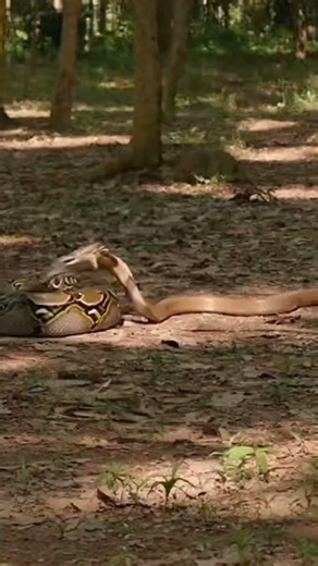 Python vs King Cobra which one wins? #viral #video #shorts #fyp #world