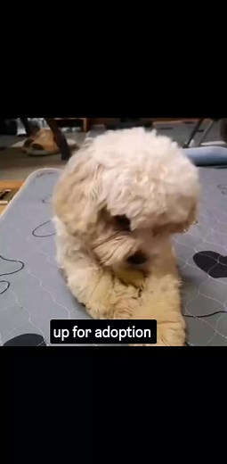 UP FOR ADOPTION. HENRI. Will be about 10_12lbs full grown | Cavapoo, Maltipoo, Poodle and cavaliers for Adoption