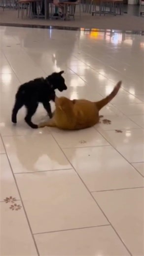 Cat Cleaning Mall Like Boss – Puppy Chaos Triggers Insane Fight & Kick! 🔥