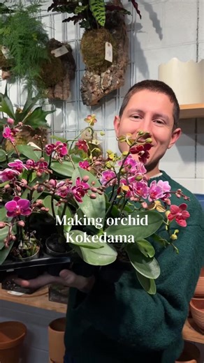 ARIUM | A winter project to bring in some color and to keep our hands moving! Orchids make for fantastic Kokedama because it allows extra airflow... | Instagram
