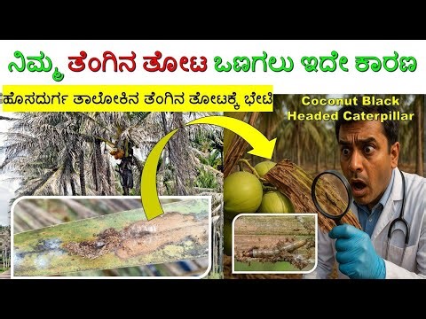 ತೆಂಗಿನ ತೋಟಗಳು ಒಣಗುತ್ತಿವೆ | ಇಲ್ಲಿದೆ ಪರಿಹಾರ|Coconut Black-Headed Caterpillar : Effective Management