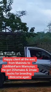 #jahmainfarm #gallagoatfarming #gallagoats #goatfarming #mbuzi | Jah Main Farm