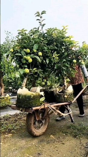 How About Grow An Apple Bonsai Tree ? #bonsai #fruit #farming