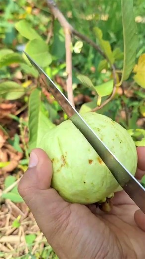 Guava পেয়ারা