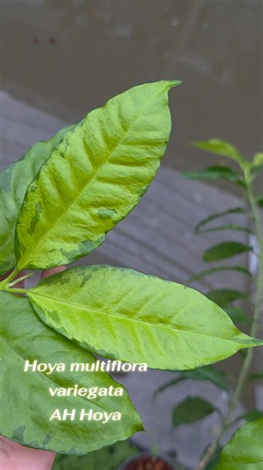 Hoya multiflora variegata (Mutate from our nursery) #ahhoya #hoyalovers #hoyaplant #hoya | Natta Mon