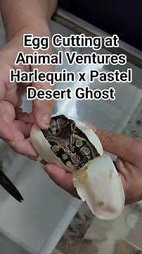 Ball Pythons Hatching Egg Cutting Video the pairing was Harlequin x Pastel Desert Ghost