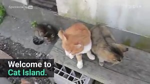 2.4M views · 18K reactions | This is Cat Island, the Japanese island where cats outnumber humans. | Insider Travel | Facebook