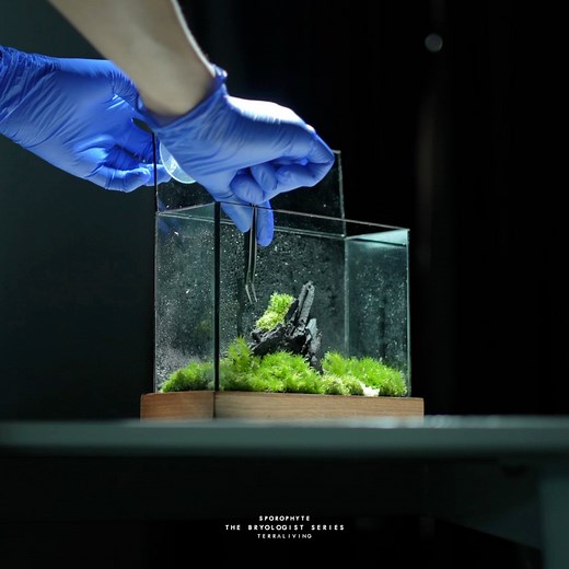 A look at "Moss Flower", sporophyte under an old-school mirror-reflected light microscope. #terraliving #microscope #bryologist #terrarium #moss #mossflower #sporophyte #behindthescenes | TerraLiving