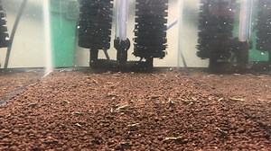 Dead Shrimp Powder feeding