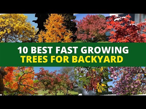 Top 10 Best Fast Growing Trees for Backyard 🌳 Backyard Garden Ideas 💡