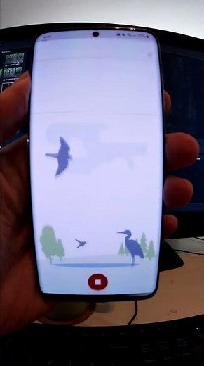 How To Use the Merlin Bird ID App #Shorts
