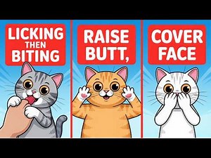 Strange Cat Behaviors Explained (Compilation). Cat Body Language