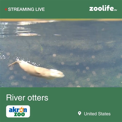 29K views · 216 reactions | Observe Akron Zoo animals LIVE from the...