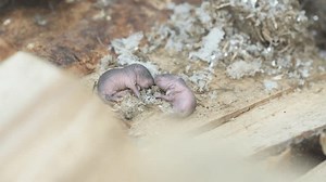 Baby Mice Without Fur Newborn Mice Stock Footage Video (100% Royalty-free) 1108814545 | Shutterstock