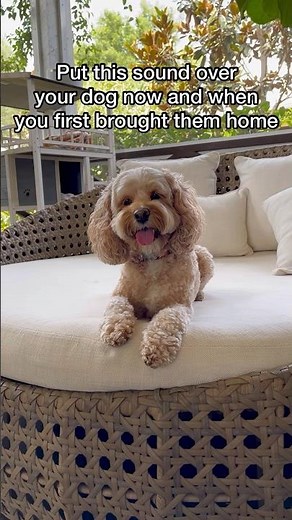 Mini Cockapoo As An Adult vs Puppy