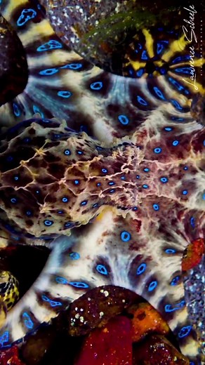 Meet the Southern Blue-Ringed Octopus: Nature's Deadliest Predator