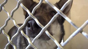 3.6K views · 302 reactions | RESCUED - moved to SAFE Album 12/19...