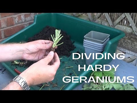Dividing Hardy Geraniums | How to Divide Hardy Geranium | Hardy Geranium Division & Propagation