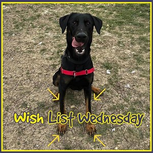 🎉🐾 It's that time again, folks! #WishListWednesday has Sinatra strutting into the limelight with his gourmet aspirations. 🌟 Today's star on the menu? Canned dog food – the canine equivalent of a Michelin-starred feast! 🍽️ Now, Sinatra might not be versed in the art of medicine or the intricacies of culinary persuasion, but he's got a nose for the good stuff! 🐶💨 Picture this: Sinatra, donning a chef's hat, orchestrating a symphony of slurps and satisfied doggie smacks. Medication? Picky eat