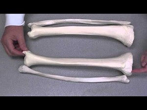 Tibia and Fibula