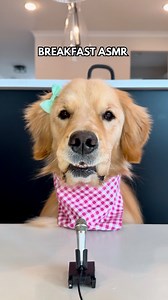 On today’s episode of mini mic #asmr 🎤 Make Pearl’s breakfast with me! This is quite literally her favorite time of day. We get so many questions about how we keep Pearl’s coat so shiny, her teeth clean, and her weight in the ideal range. @pethonesty has the perfect trio for her with the multivitamin, dental powder, and bladder health support since Pearl is prone to UTI’s due to the shape of her anatomy. Comment “HEALTH” to get the 🔗 for Pearl’s daily bundle! Pearl gets 1 cup of her beef and b