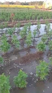 #agricultureus humic plus benefits