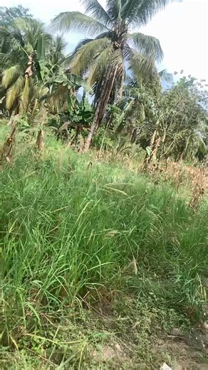 Dulangan Property 300 sqm /300k only with free deed of seal! | Lilia Rosil