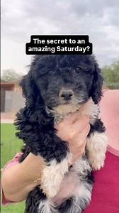 Puppy snuggles? Yes please! #minisheepadoodle #sheepadoodle #puppysnuggles