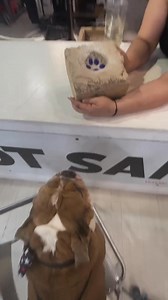 One of the Most Meaningful Dog Friendly Experiences We’ve Ever Done! While road tripping through Asbury Park, NJ, @DoggieRoadTippin visited @hotsandap, a glassblowing studio where I got to preserve a piece of @lordbuckleyregis’ journey in the coolest way — by turning his paw print into a work of art with their @hotpawsap experience! We did the in-studio experience where Buckley pressed his paw into soft sand, then together we watched as skilled artists poured molten glass into the mold — forever