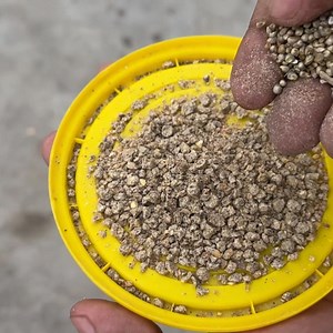 Hen hatching many Quail eggs | Mian Inventions