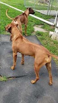 Breeding Rhodesian Ridgebacks # Breeding # Education