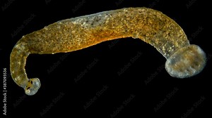 Leech Hirudinea, Baicalobdella torquata under a microscope, family Piscicolidae, endemic to Lake Baikal. Usually sucks blood from Amphipods, Identified by Irina Kaygorodova