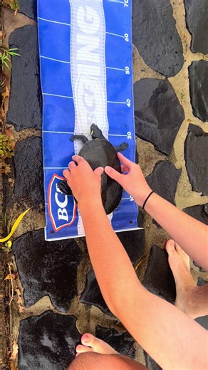 How To Catch A Turtle Near A Pond