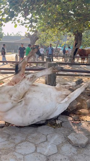 Extremely angry cows at Prambanan market