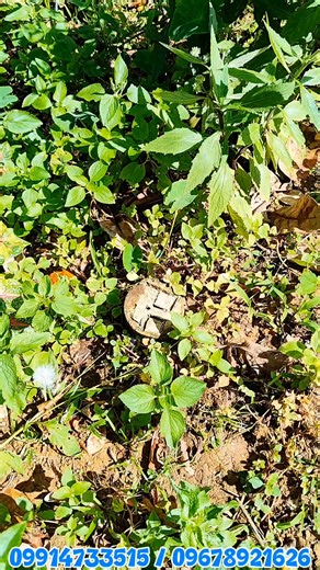 7.2K views · 96 reactions | Hotline no.09311545305 V#2020...